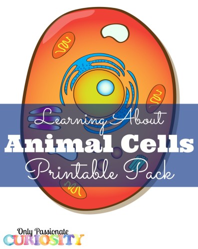 Animal Cell Printable Pack - Only Passionate Curiosity