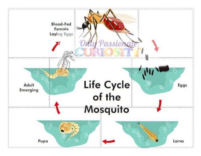 All About Mosquitoes- Life Cycle Unit Study - Only Passionate Curiosity