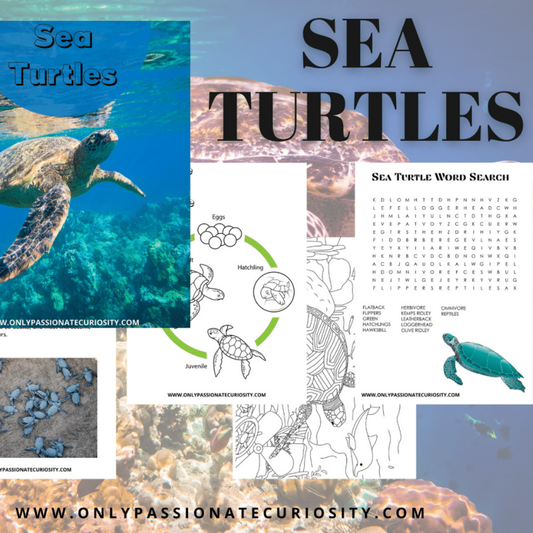 Sea Turtles Printable Mini Unit - Only Passionate Curiosity